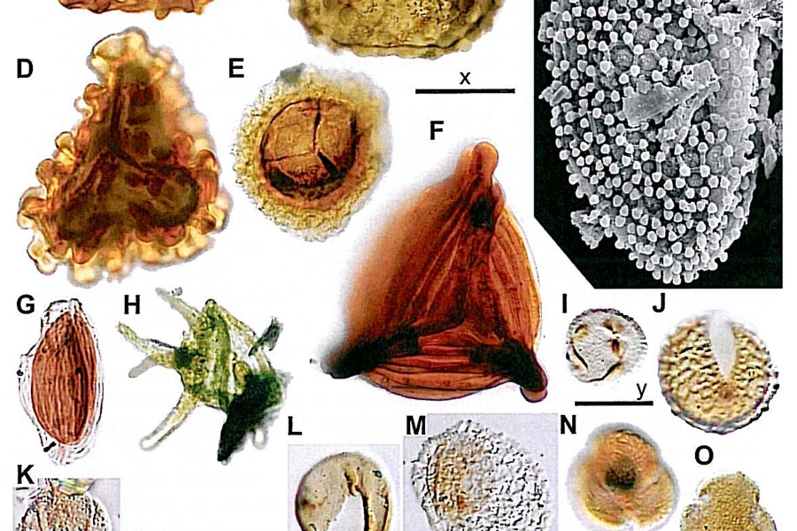 PALEOBOTÁNICA | Dinópolis
