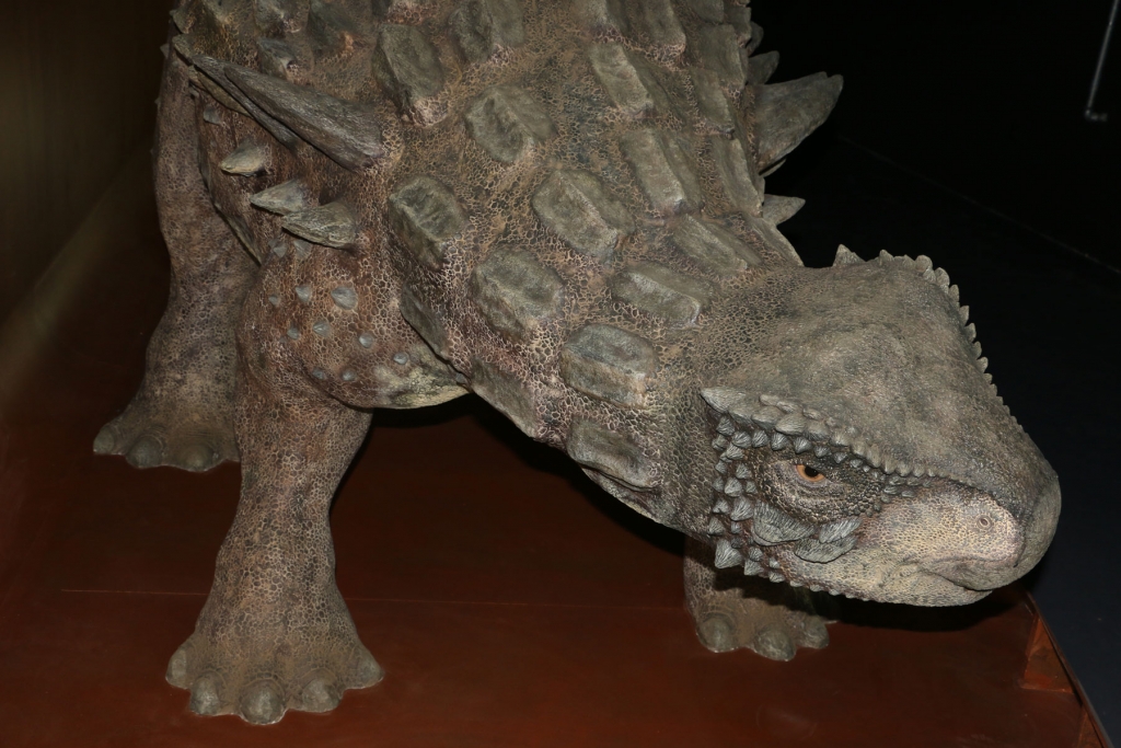 Área de Europelta Carbonensis | Dinópolis